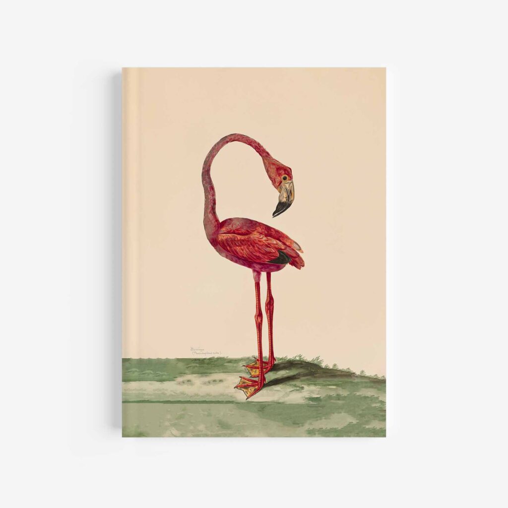 Flamingo Journal / Notebook - Plain / Ruled Paper