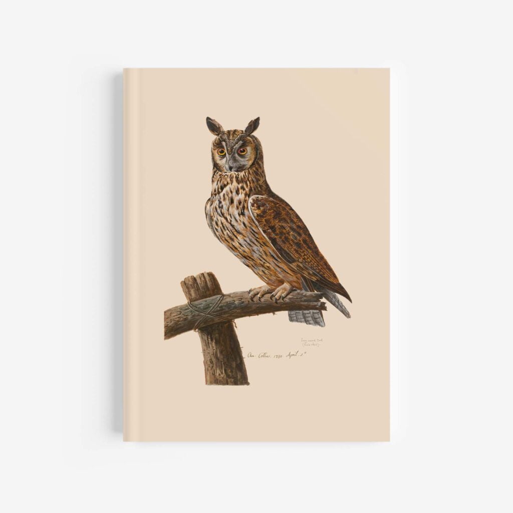 Long Eared Owl Journal / Notebook - A4 - Plain / Ruled Paper