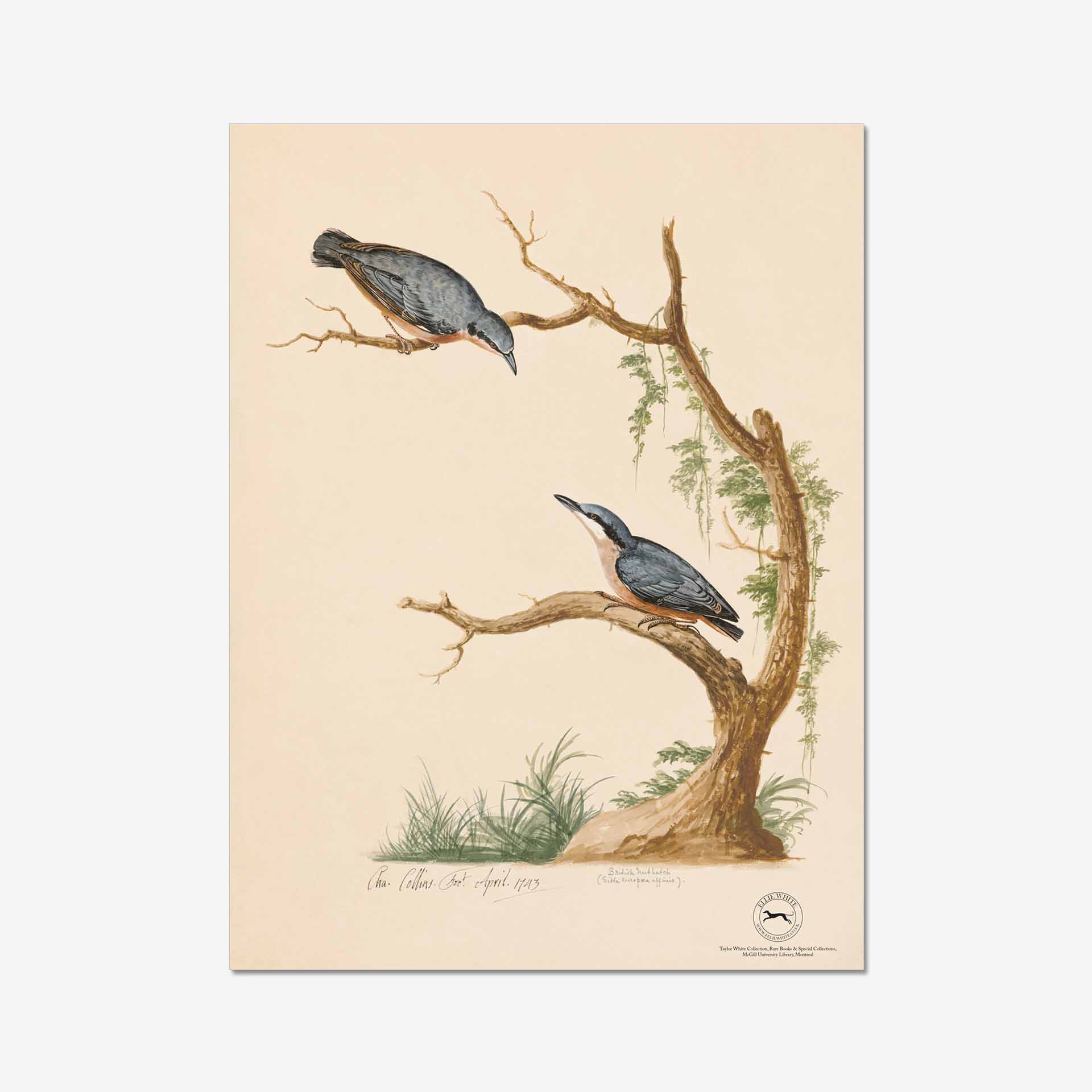Nuthatch Fine Art Print | Ellie White